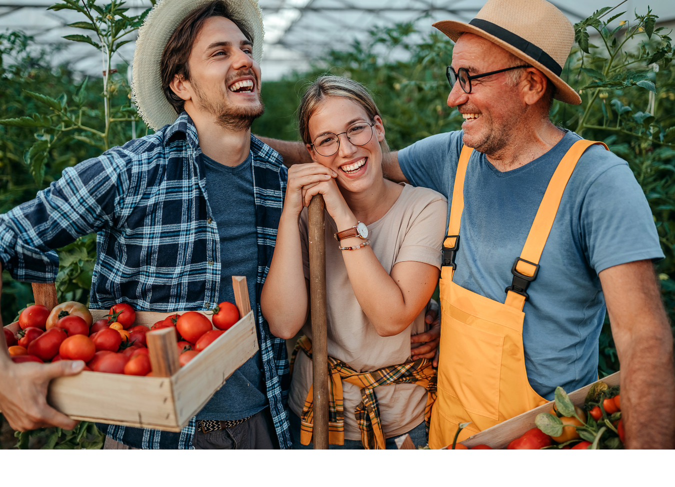 Ultimate Guide to Growing Tomatoes in a Greenhouse – TIM-DAM
