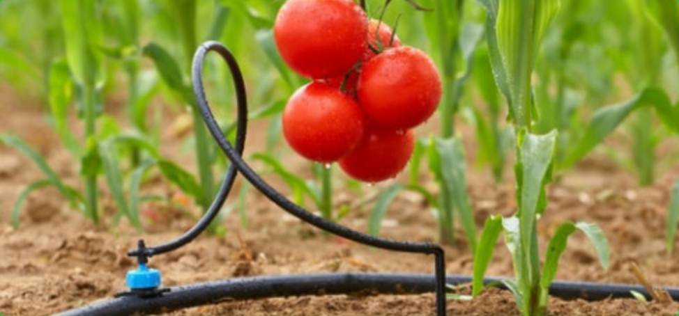 SIMPLE Drip irrigation system for 60 plants – TIM-DAM